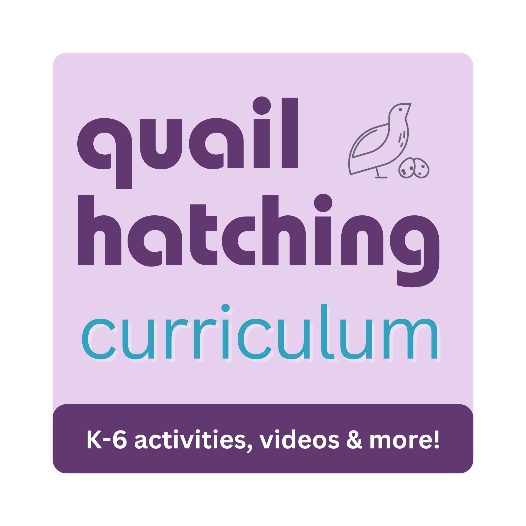 Quail Hatching Curriculum | Lady Quail